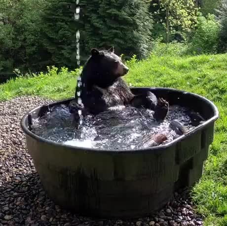 Bear enjoys ahis own jacuzzi - Meme by schizoidman :) Memedroid