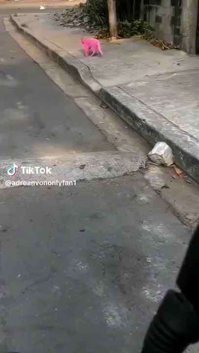 La Pantera Rosa - Meme subido por ClaudioVelocidadMW3 :) Memedroid