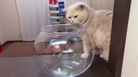 Cats diving in - Meme by schizoidman :) Memedroid