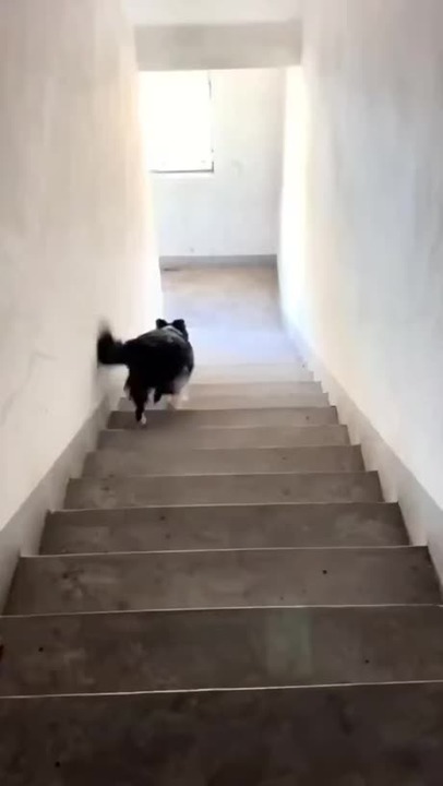 Los border collie son bien inteligentes - Meme by martinalonFLOV ...