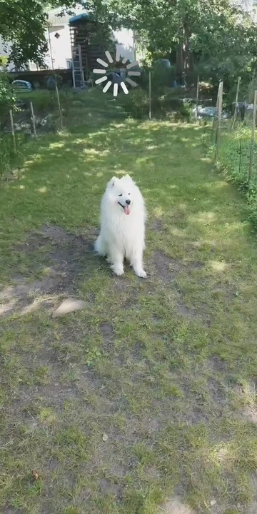 Dog runs out of RAM - Meme by A_Tad_Mad :) Memedroid