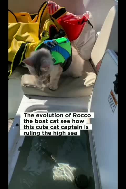 Captain Rocco - Meme by Cliffy_99 :) Memedroid