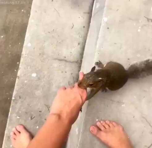 squirrel showed this girl her new family - Meme subido por yagash ...