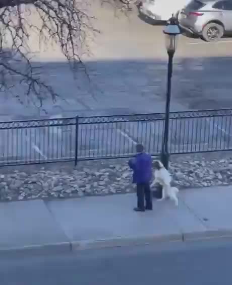 Perro dando un paseo a su humano - Meme subido por Seba_910 :) Memedroid