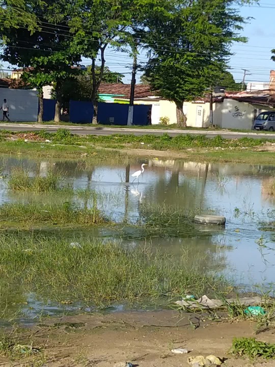 Um cisne no esgoto - Meme by Taills :) Memedroid