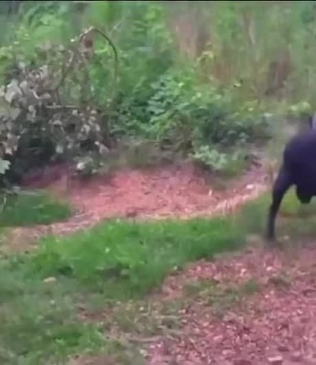 Cabrita necesitaba un choque de cabeza si o si - Meme subido por ...