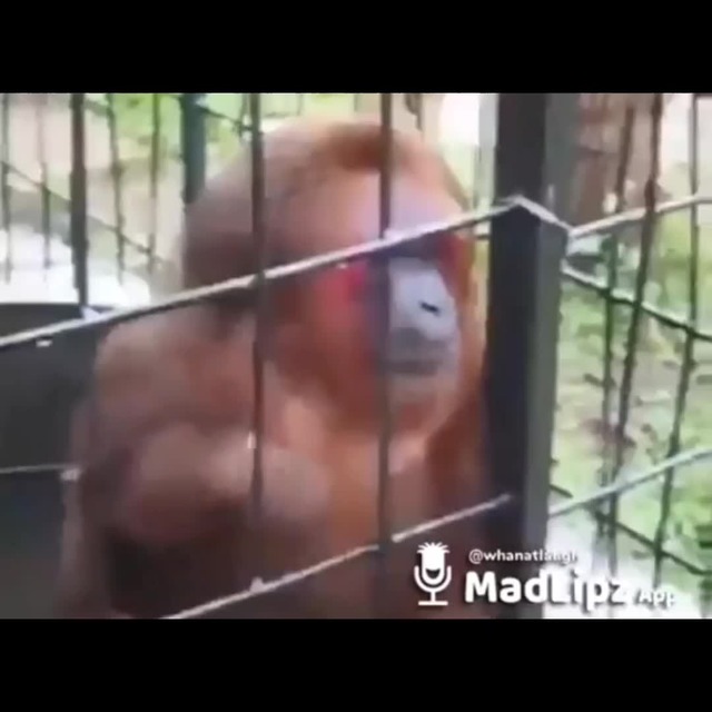 Mexichango Sudaca a la vista :pukecereal: - Meme subido por Yabadaba ...