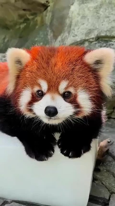 Cute red pandas - Meme by Ta3vex :) Memedroid