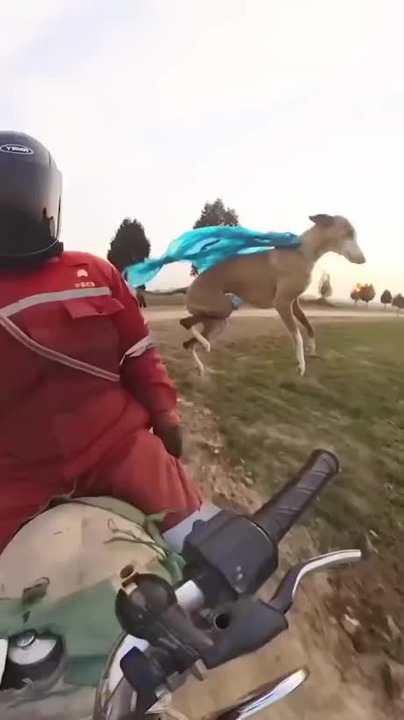 Not the average dog, it's the real dog of Superman - Meme by arrowguy ...
