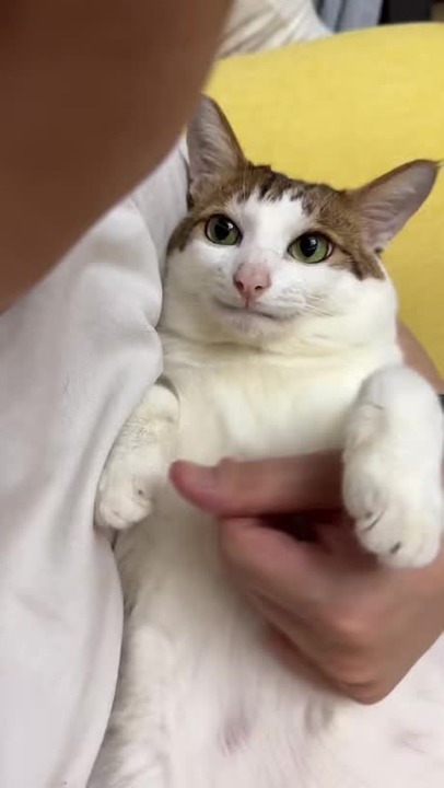 Nice catto - Meme by CrispOfBaa :) Memedroid