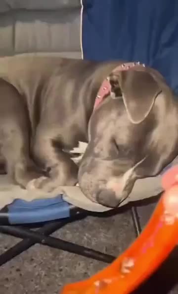 Dog can do both - Meme by HenryCat :) Memedroid