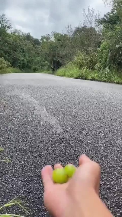 this monkey loves fruit - Meme by dexterwinter :) Memedroid