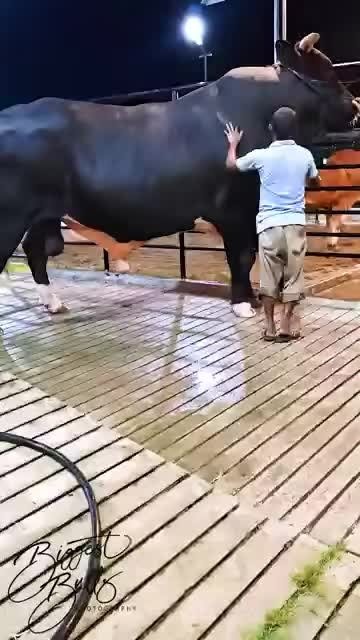 God's bull - Meme by LindsYoung :) Memedroid