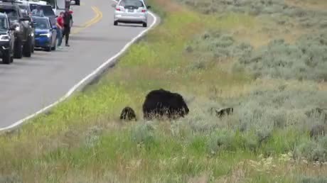 Look, a Mama bear and her cubs! Let's run towards it real quick so we ...