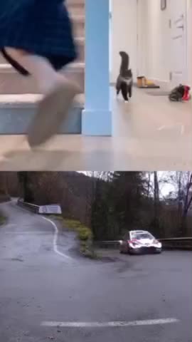 Gato drift - Meme subido por Homerloco :) Memedroid