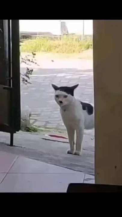 Kitler - Meme subido por gingerbro :) Memedroid