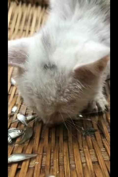 Kitty heaven or fish hell? - Meme by Cliffy_99 :) Memedroid