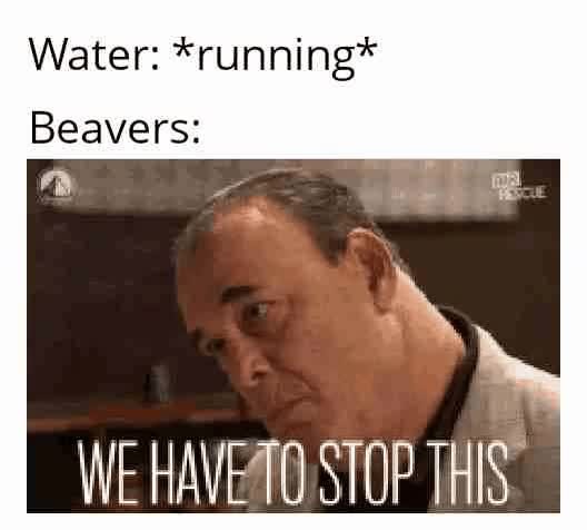 Beaver memes are back on the menu - Meme by hihungry :) Memedroid
