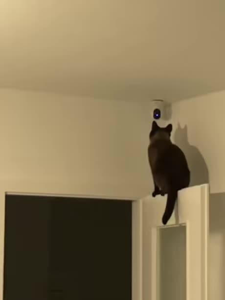 Cats know about cameras - Meme by LEWIS55 :) Memedroid