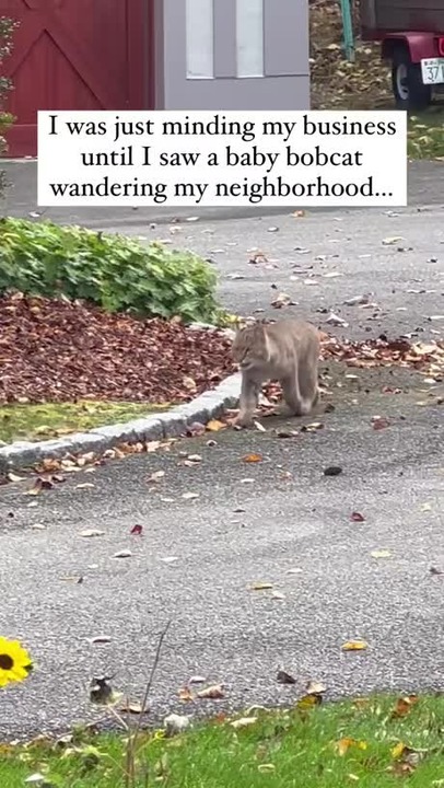 Bobcat - Meme by TristanaGOLD :) Memedroid