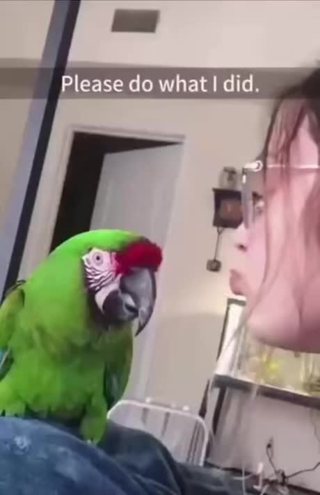 Parrots mimicking sounds - Meme by thirtysouls :) Memedroid