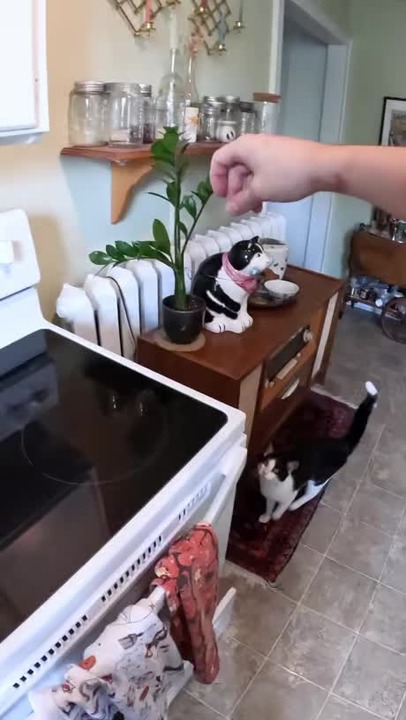 Messing with the cat - Meme by Datakrys :) Memedroid