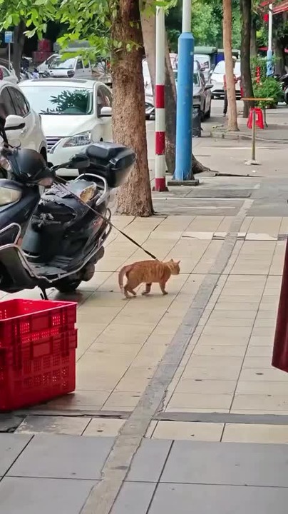 MIchael Catson - Meme by HelsinkiBECH :) Memedroid