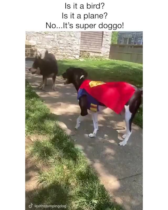 Super doggo - Meme by tamikins123 :) Memedroid