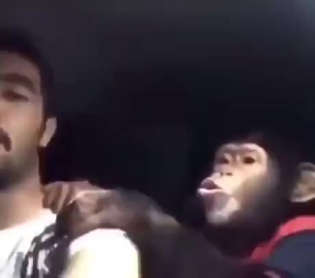 I fucking love monkeys - Meme by BojanglesIsGood :) Memedroid