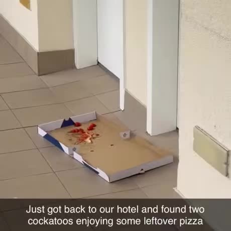 Life is beautiful, two cockatoos eating leftover pizza - Meme by ...