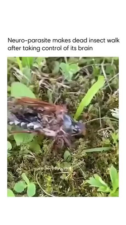 Parasite makes dead insect walk - Meme subido por Jade_prox :) Memedroid