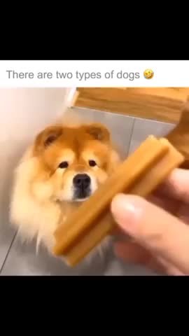 Two types of dogs - Meme by TaylorStep :) Memedroid