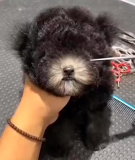 Fringe dressing - Meme by schizoidman :) Memedroid