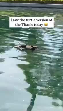 Turtle version of the Titanic - Meme by Huntertree :) Memedroid