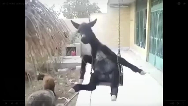 Burro columpiandose - Meme subido por ElRodrop :) Memedroid