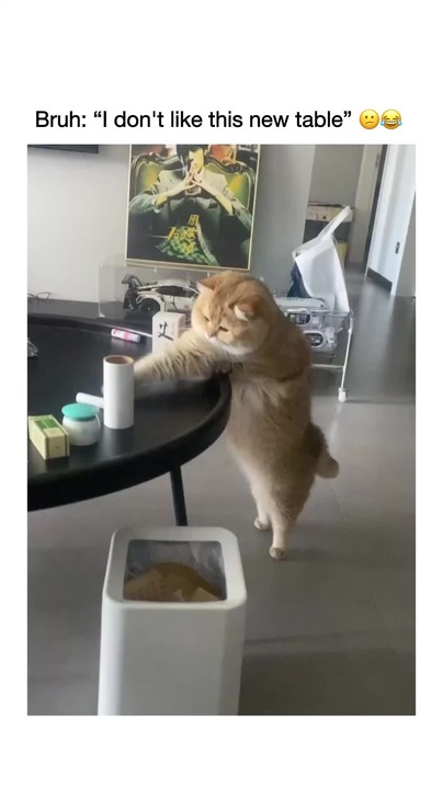 This cat is literally proving they do this on purpose - Meme by ...