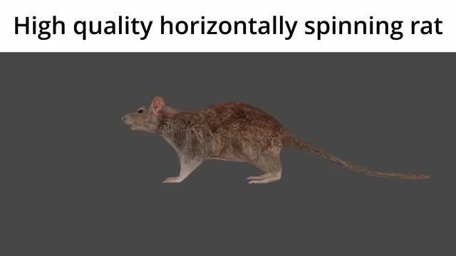 Rat - Meme by L.P3 :) Memedroid