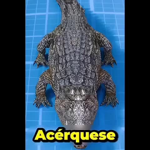 Pongamos a prueba lo que sabemos del caimán - Meme subido por ...