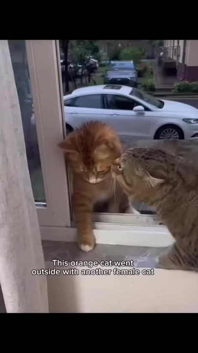 Cheating orange cat - Meme by BluewoMeme :) Memedroid