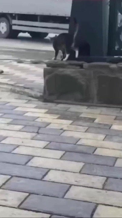 Kat - Meme subido por Lt.David :) Memedroid