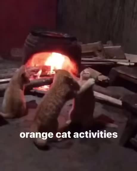 Orange cat memes - Meme by XHEEintu :) Memedroid