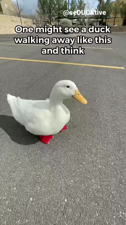 Pato - Meme subido por VenexinIsBack :) Memedroid