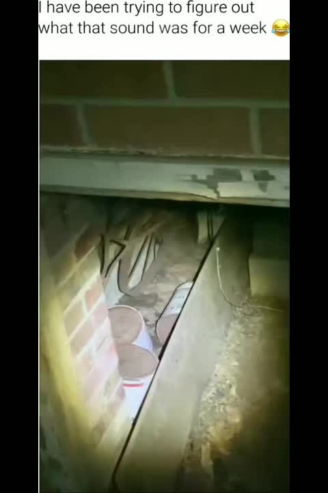 Possum craves the wheel - Meme by Cliffy_99 :) Memedroid