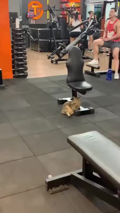 found a cat at the gym - Meme by avegfoul :) Memedroid