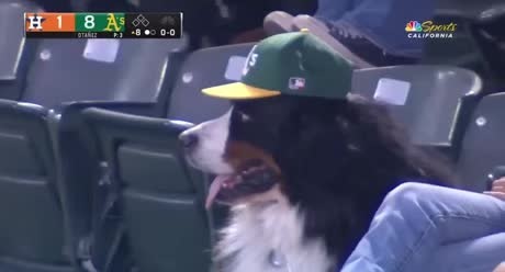 Dog wearing a cap - Meme by mudhonor :) Memedroid