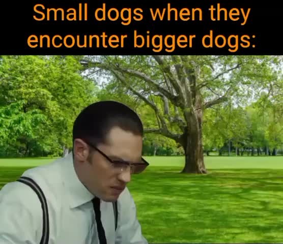 Small dog meme - Meme subido por godkillergod :) Memedroid