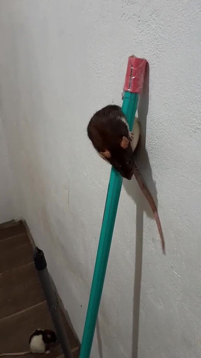 Rata - Meme subido por 6.armageddon.9 :) Memedroid