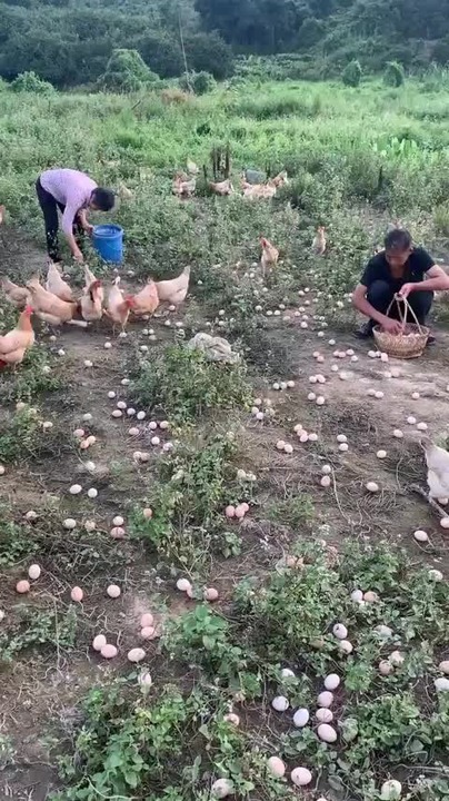 Chickens with freedom - Meme by CurveOW :) Memedroid