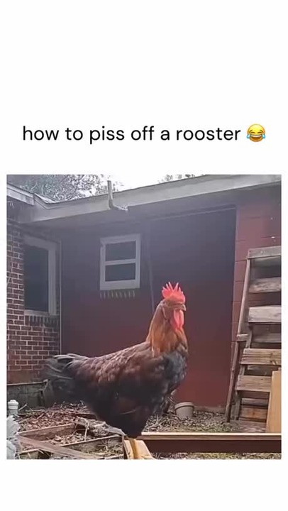 how to piss off a rooster - Meme by LordEnemyFire :) Memedroid
