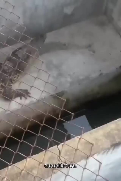 CrocodileCores dropped and it's pure chaos - Meme by BenBluel :) Memedroid